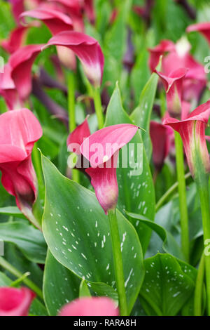 Zantedeschia Orient Express. Calla lily / Arum lily Stock Photo - Alamy