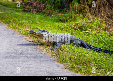 Wild American Alligator crossing a path Stock Photo - Alamy