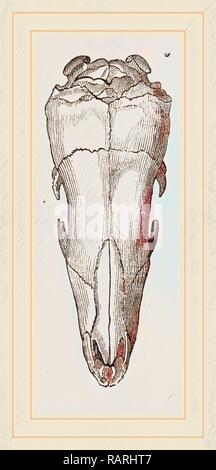 Skull of Short-tailed Manis. Reimagined by Gibon. Classic art with a ...
