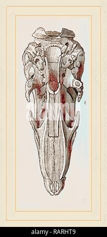 Skull of Short-tailed Manis. Reimagined by Gibon. Classic art with a ...