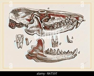 Skull and Teeth of Solenodon Stock Photo - Alamy