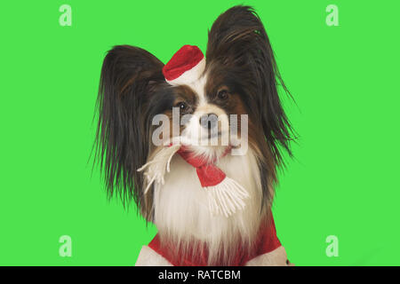 Beautiful dog Papillon in Santa Claus costume on green background Stock ...