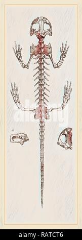 skeleton of salamander Stock Photo - Alamy