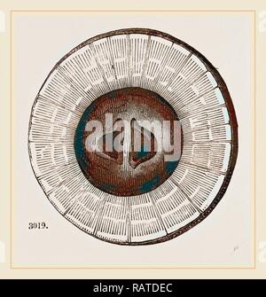 Transverse Sections of Shell Teredo gigantea Stock Photo - Alamy