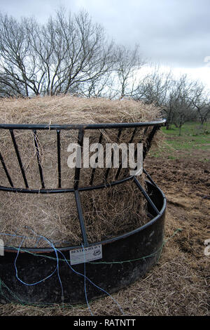 Burford cows feeding from round hay bail Stock Photo - Alamy