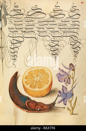 Sour Orange, Terrestrial Mollusk, and Larkspur; Joris Hoefnagel Stock ...
