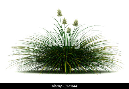 Single Blue Bunchgrass Plant (isolated white background Stock Photo - Alamy