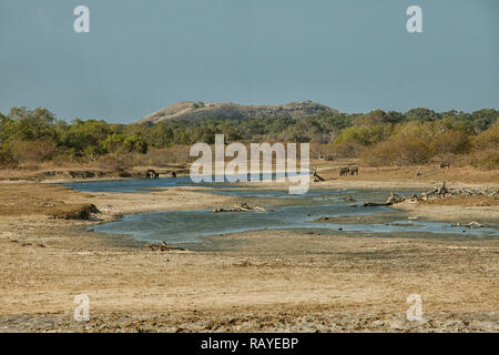 A pond in Yala National Park, Sri Lanka Stock Photo - Alamy