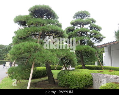 Japanese trees in the grounds of the Imperial Palace in the capital ...