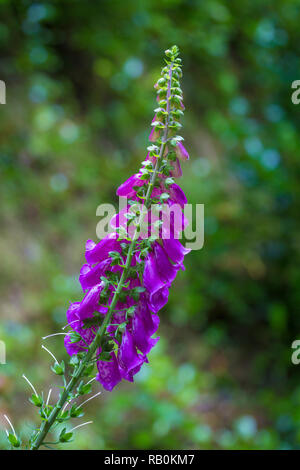 Fingerhut in einem irischen Garten Stock Photo - Alamy