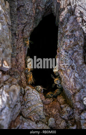 Wild honey bees in a hollow tree (Apis mellifera); Toronto, Ontario ...