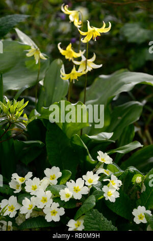 White flowers of primroses (primula) vulgaris or English primrose ...
