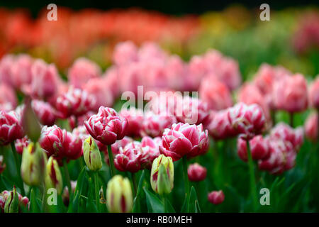 tulipa columbus,tulip columbus,tulip,tulips,double,white,pink,flowers ...