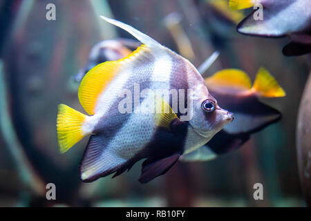 Beautiful and colorful Toxote fish in an aquarium. Archer fish specie ...