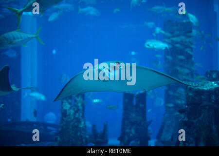 Soft fleshy underside of a ray swimming underwater Stock Photo - Alamy