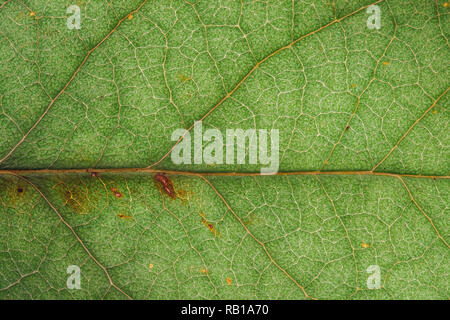 Green leaf fresh detailed rugged surface structure extreme macro ...