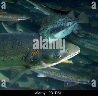 sea louse, salmon louse (Lepeophtheirus salmonis), Ireland Stock Photo ...