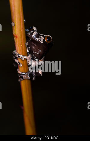 Spiny-headed tree frog, Costa Rica rainforest Stock Photo - Alamy