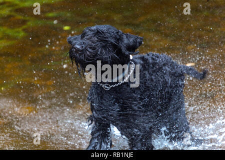 Dog drying off Stock Photo - Alamy