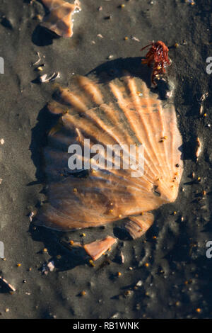Pectin fossil, Fogarty Creek State Park, Oregon Stock Photo - Alamy