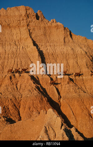Bighorn sheep (Ovis canadensis) climbing in a crag (Rocky Mountains ...