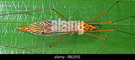 Closeup Beautiful Wings of Orange Crane Fly on Green Leaf, Selective ...