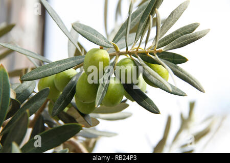 Olive bunch with green young olives on blurred background. Green olives ...