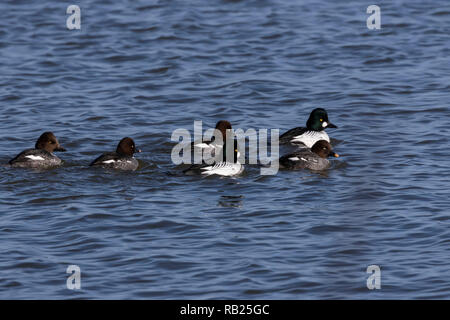 Goldeneye duck on lake Michigan, Wisconsin. Migration birds Stock Photo ...