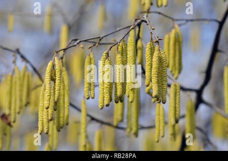 common hazel, Gemeine Hasel, Noisetier, Corylus avellana, virágzó ...