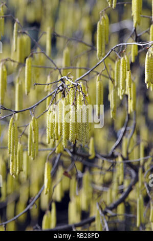 common hazel, Gemeine Hasel, Noisetier, Corylus avellana, virágzó ...
