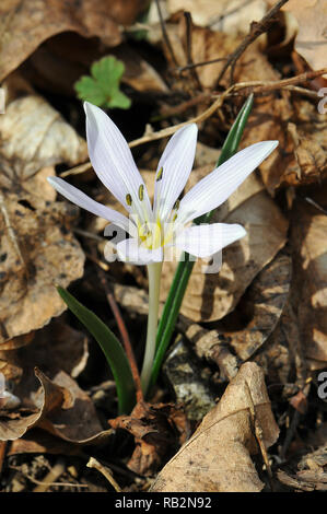 Colchicum, magyar kikerics, Colchicum hungaricum, Ungarische Zeitlose ...