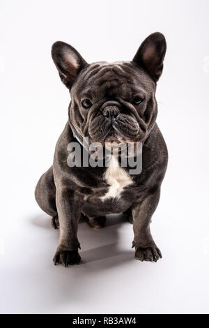 A closeup of a white French Bulldog against the black background, a ...