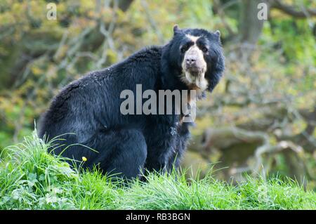Spectacled (Andean) Bear Looking Up from His Bath Stock Photo - Alamy