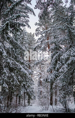 Snowy winter forest with tall pines and beautiful snowy coniferous ...