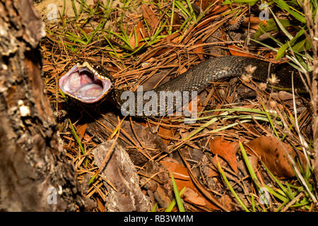 An eastern hognose snake (Heterodon platirhinos) with black pigmentation, in a grassy area, near ...