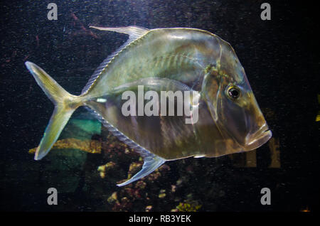 lookdown (Selene vomer), tropical aquarium with fish, Salt water marine ...