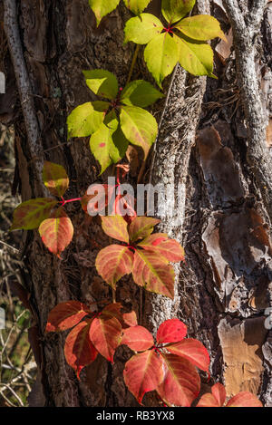 Virginia Creeper vine (Parthenocissus quinquefolia) climbing oak tree ...