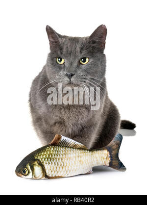 Chartreux cat. Kitten playing in a box filled with paper, fine toy for ...