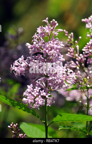 Lilac (Syringa wolfii Stock Photo - Alamy