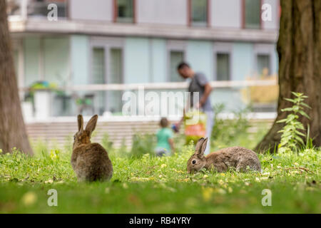 The Netherlands, Amsterdam, Botteskerkpark, rabbits Stock Photo - Alamy