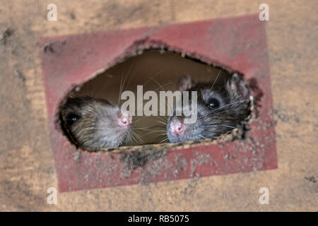 The Netherlands, Amsterdam, Brown rats (Rattus Norvegicus) near house ...