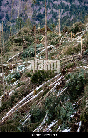 Tempesta Vaia effects on the trees Stock Photo - Alamy