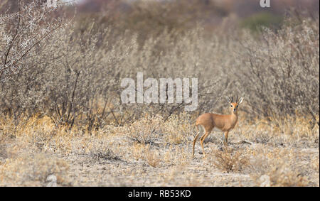 Bushbuck in Botswana - Standing alone - Selective focus Stock Photo - Alamy