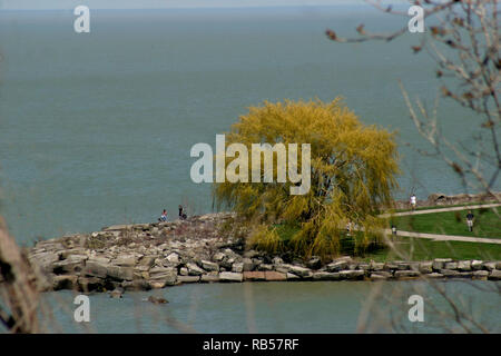Edgewater park willow tree in cleveland ohio Stock Photo - Alamy