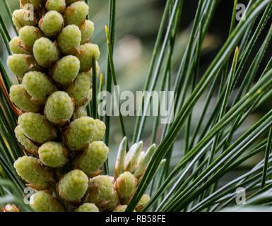 Microscopic creative photography Stock Photo - Alamy