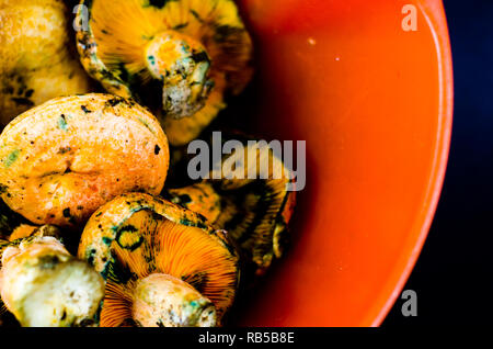 Bloody milk cap (Lactarius sanguifluus) mushrooms, famous mushrooms ...