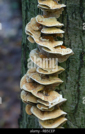 Alder Bracket fungus, Inonotus radiatus (=Mensularia radiata Stock ...
