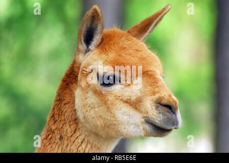 vicuna, Vicugna vicugna, vikunya Stock Photo - Alamy