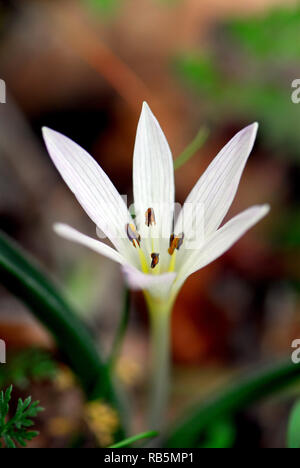 Colchicum, magyar kikerics, Colchicum hungaricum, Ungarische Zeitlose ...