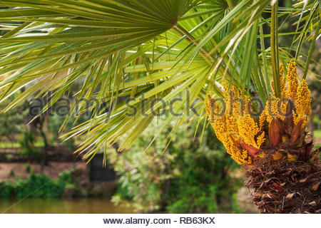 Fan-shaped palm tree (Arecaceae), close-up Stock Photo - Alamy